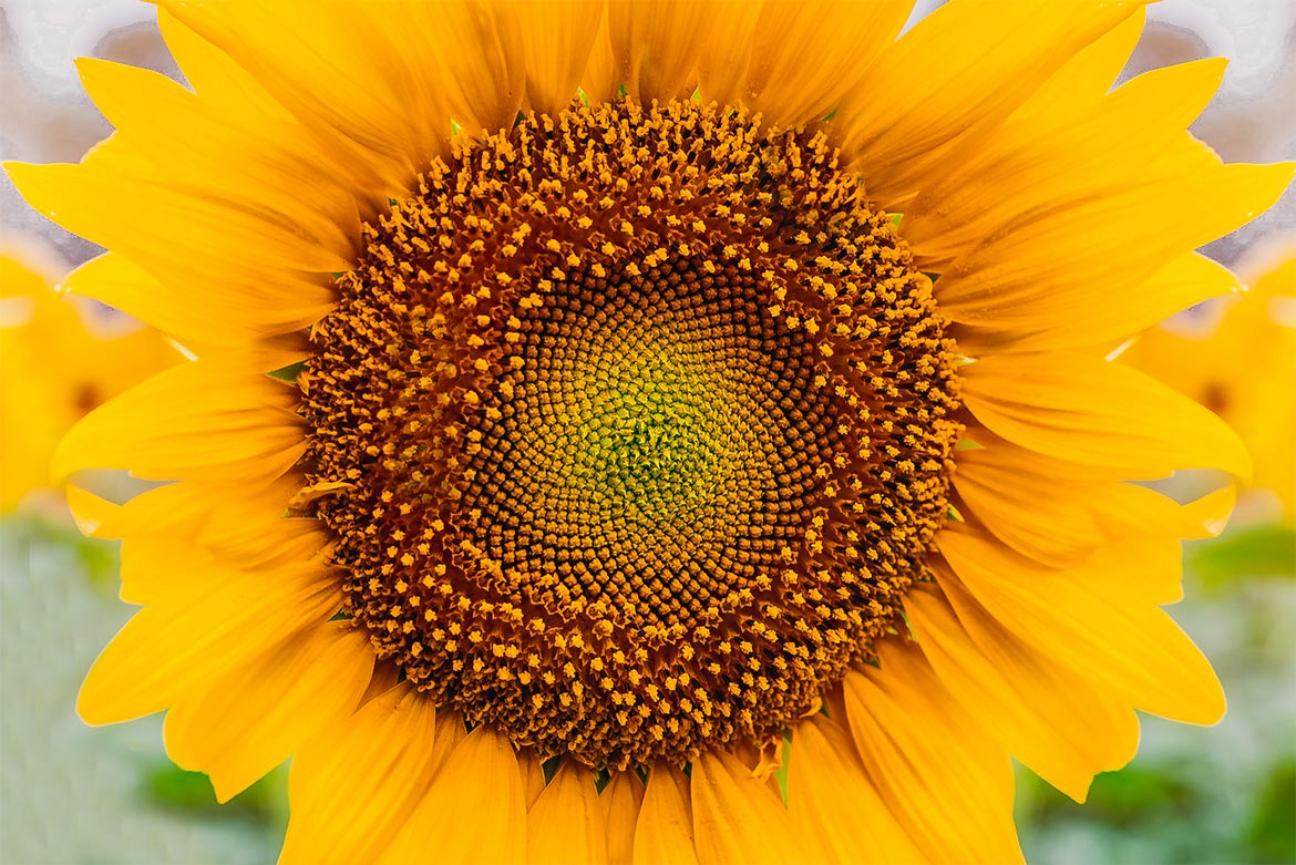 Cómo conseguir la simetría perfecta en tus fotos - JAVIER SOMOZA